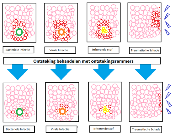 Nieuwsbrief varken - Dierenartsencombinatie ZuidOost